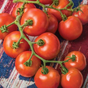 burpee 'fourth of july' hybrid | red slicing tomato | 50 seeds