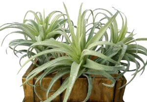 artificial air plants faux succulents plants unpotted small tillandsia look real in flocked green premium crafting diy floral decor for home garden office party, 3 pcs