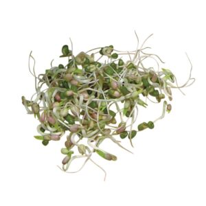 burpee mung bean sprout seed seeds 4 ounces of seed