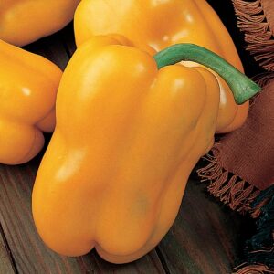 burpee golden giant ii sweet pepper seeds 30 seeds