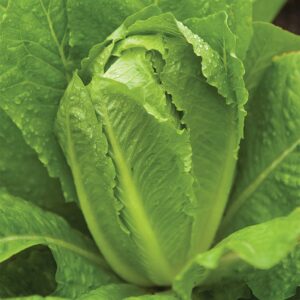 burpee paris white cos lettuce seeds 750 seeds