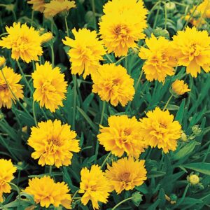 burpee early sunrise coreopsis seeds 150 seeds