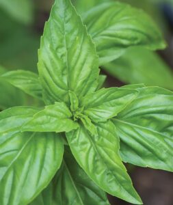 burpee sweet 500 non-gmo seeds for planting | grow fresh herb in home garden | classic basil variety for italian cooking