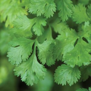 burpee common cilantro seeds 500 seeds