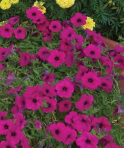 burpee purple wave petunia seeds 15 pelleted