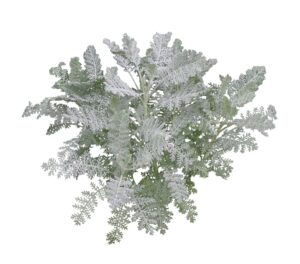 burpee silver lace dusty miller seeds 100 seeds