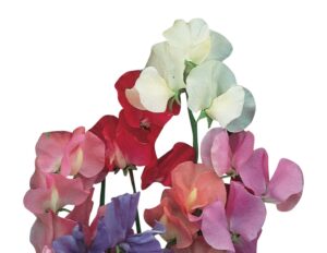 burpee eckfords finest mix sweet pea seeds 50 seeds