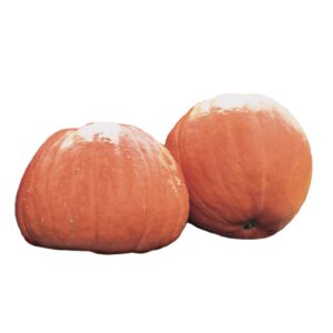 burpee atlantic giant pumpkin seeds 13 seeds