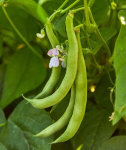 burpee stringless green pod bush bean seeds 8 ounces of seed