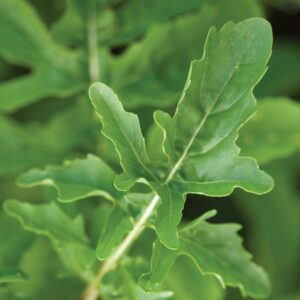 burpee rocket arugula seeds 2000 seeds