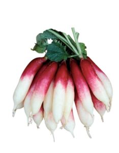 burpee fire 'n ice radish seeds 300 seeds