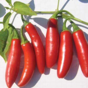 burpee serrano tampiqueno hot pepper seeds 30 seeds