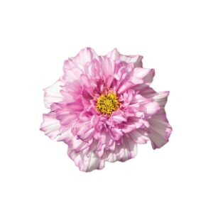 burpee double click bicolor pink cosmos seeds 50 seeds