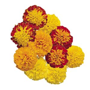 burpee boy o' boy mix marigold seeds 75 seeds