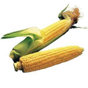 burpee illini xtra sweet hybrid (sh2) sweet corn seeds 800 seeds