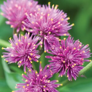 burpee fireworks gomphrena seeds 30 seeds