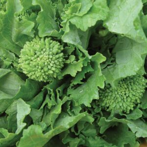 burpee raab spring broccoli seeds 400 seeds