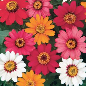 burpee pinwheel mix zinnia seeds 150 seeds