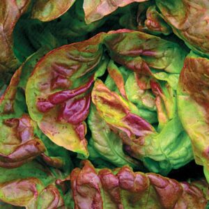 burpee yugoslavian red lettuce seeds 1300 seeds