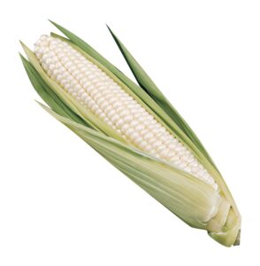 burpee silver choice sweet corn seeds 200 seeds