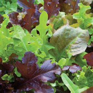 burpee gourmet blend lettuce seeds 1000 seeds