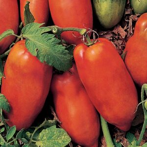 burpee 'polish linguisa', large red sauce & paste tomato, 30 non-gmo seeds