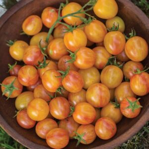 burpee 'sunrise bumble bee' | yellow/orange tasty cherry tomato | 25 seeds