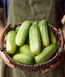 burpee 'pick-a-bushel' pickling cucumber seeds, 30 non-gmo seeds