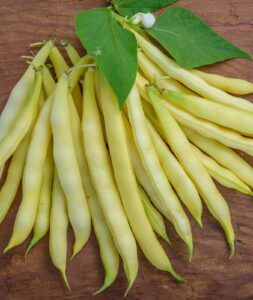 burpee golden wax organic bush bean seeds 1 ounces of seed