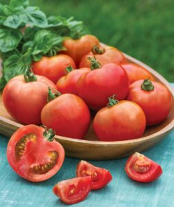 burpee 'early girl',slicing tomato, 50 non-gmo seeds