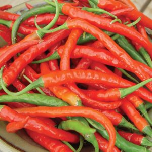 burpee long red slim cayenne hot pepper seeds 100 seeds