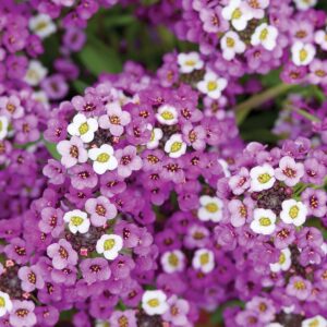 burpee royal carpet alyssum seeds 2500 seeds