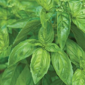 burpee genovese basil seeds 250 seeds