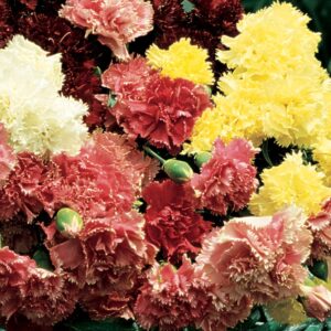 burpee super giant mix carnation seeds 150 seeds