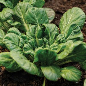 burpee tatsoi (heirloom) mustard seeds 500 seeds