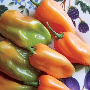 burpee habanero hot pepper seeds 75 seeds