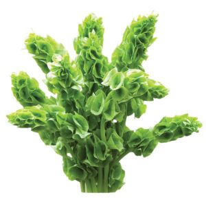 burpee moluccella laevis bells of ireland seeds 100 seeds