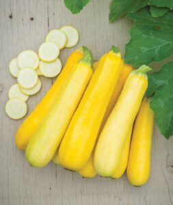 burpee butterstick zucchini summer squash seeds 25 seeds