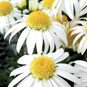 burpee alaska shasta daisy seeds 300 seeds