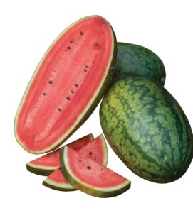 burpee mama's girl watermelon seeds 25 seeds