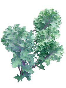 burpee red winter kale seeds 345 seeds