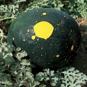 burpee moon & stars heirloom watermelon seeds 30 seeds