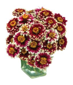 burpee color crackle zinnia seeds 50 seeds