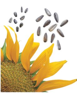 burpee super snack sunflower seeds 50 seeds