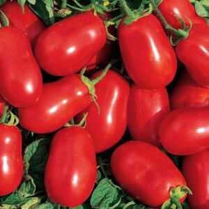 burpee 'roma vf' heirloom | red paste tomato | 250 seeds