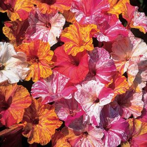 burpee kaleidoscope mix four o'clock seeds 45 seeds