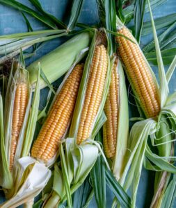 burpee golden bantam sweet corn seeds 200 seeds