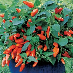 burpee tangerine dream sweet pepper seeds 30 seeds