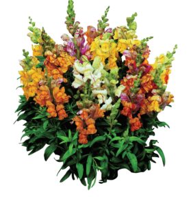 burpee tutti frutti snapdragon seeds 60 seeds