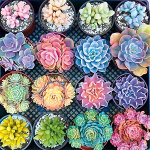 buffalo games - sweet succulents - 300 large piece jigsaw puzzle multicolor, 18"l x 18"w